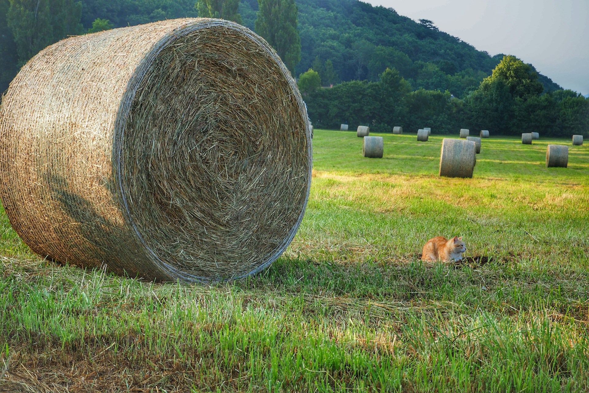 How to File a Claim After an Agricultural Accident | Pringle ...